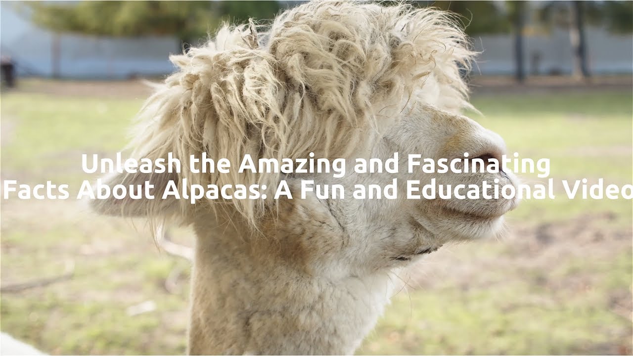 Unleash the Amazing and Fascinating Facts About Alpacas: A Fun and ...