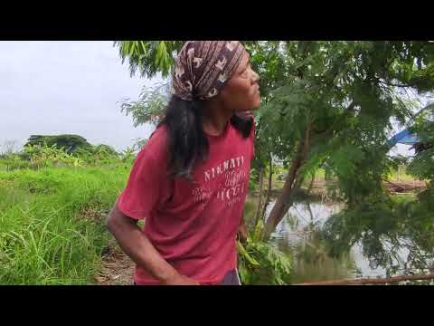 TERNYATA SESUAI PREDIKSI GEDE MULUS BERISI//TUMPUKAN BIKIN NGILER