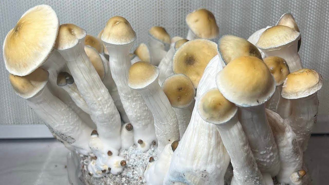 Growing Mushroom Basics - Expanding Cultures - YouTube