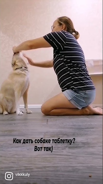как дать собаке таблетку? - YouTube