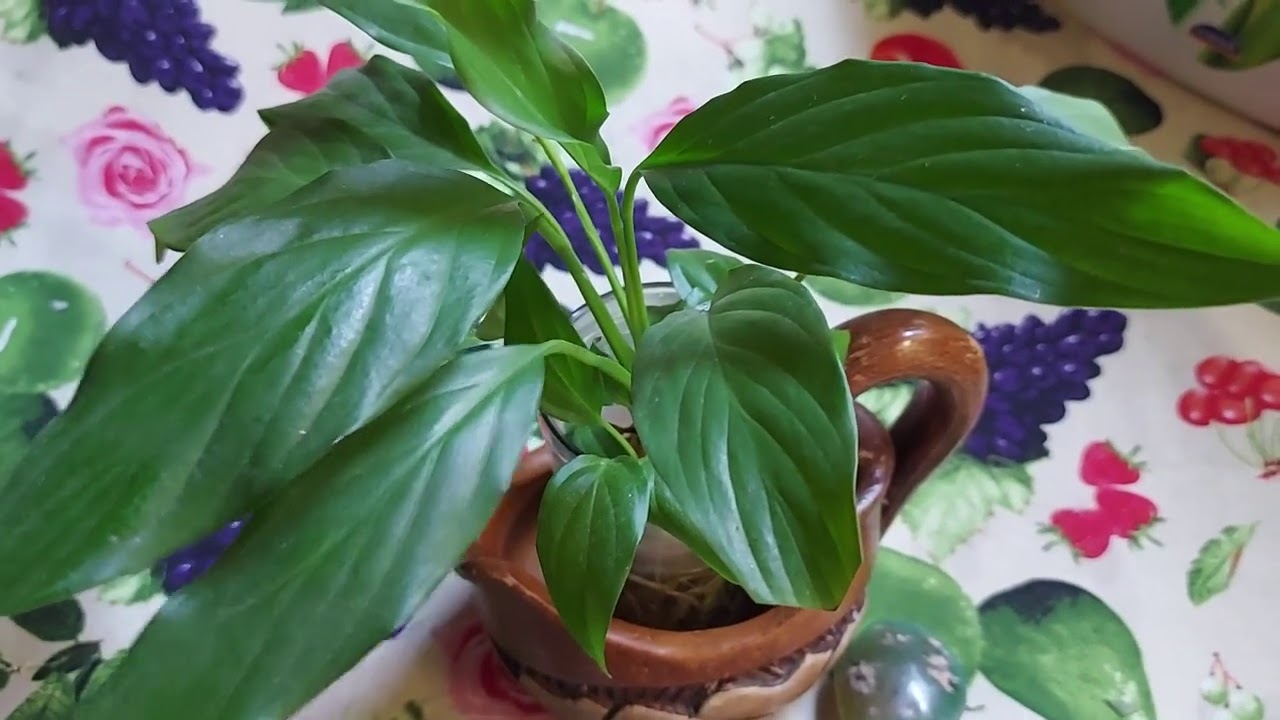 MINI LÍRIO-DA-PAZ NA HIDROCULTURA - YouTube