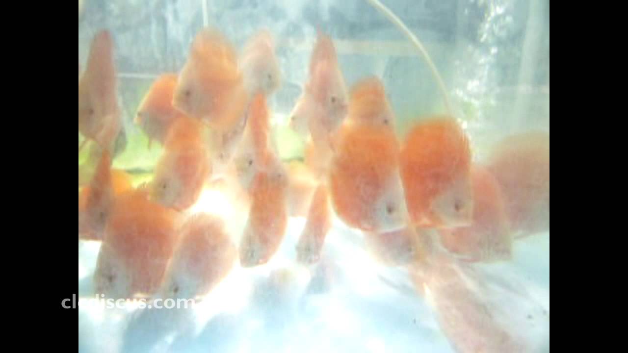discus fish white face melon 2014 001 - YouTube