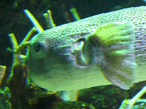 GIANT Blowfish at the Seattle Aquarium - YouTube