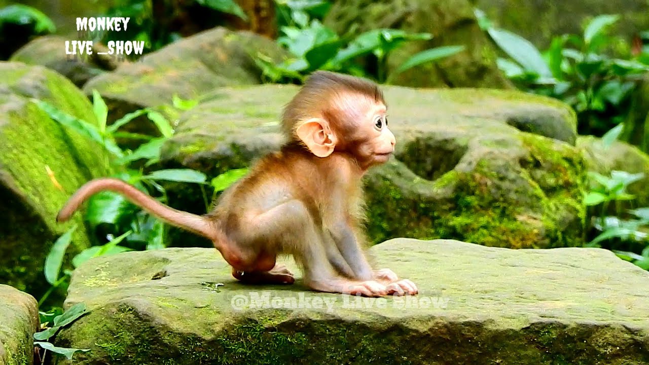 Adorable baby monkey Rainbow look very active and independent herself ...