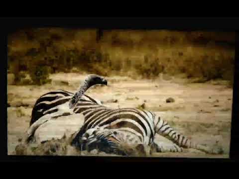Walking with beasts next of kin part 10 Australopithecus diet