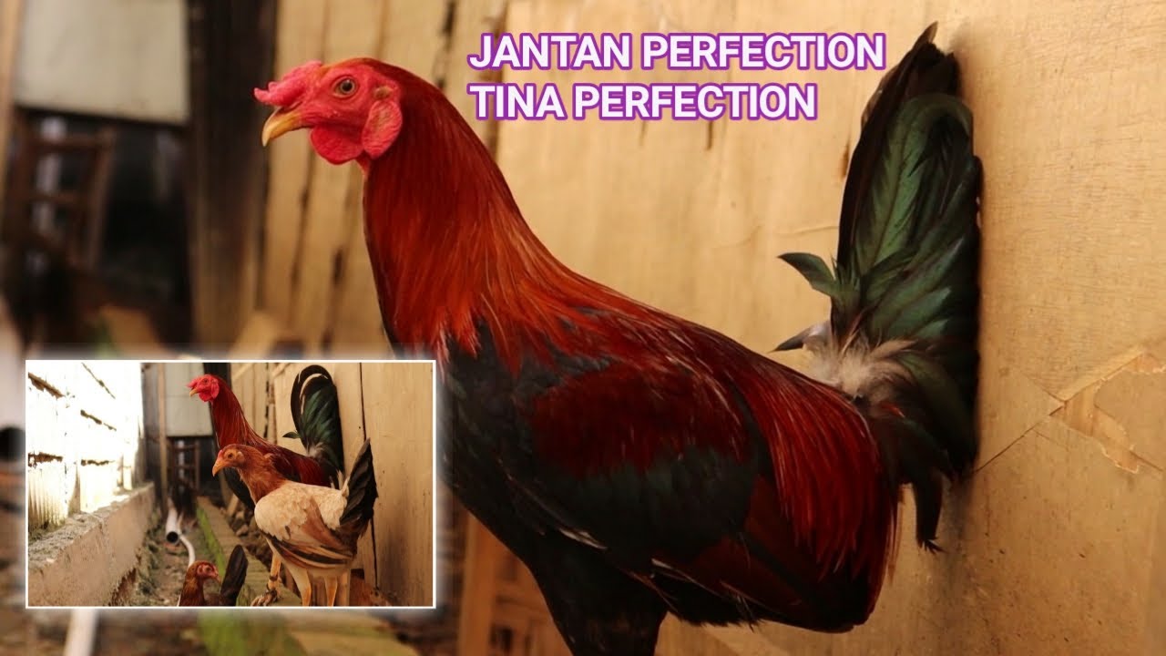 Ayam Imfor Perfection - YouTube