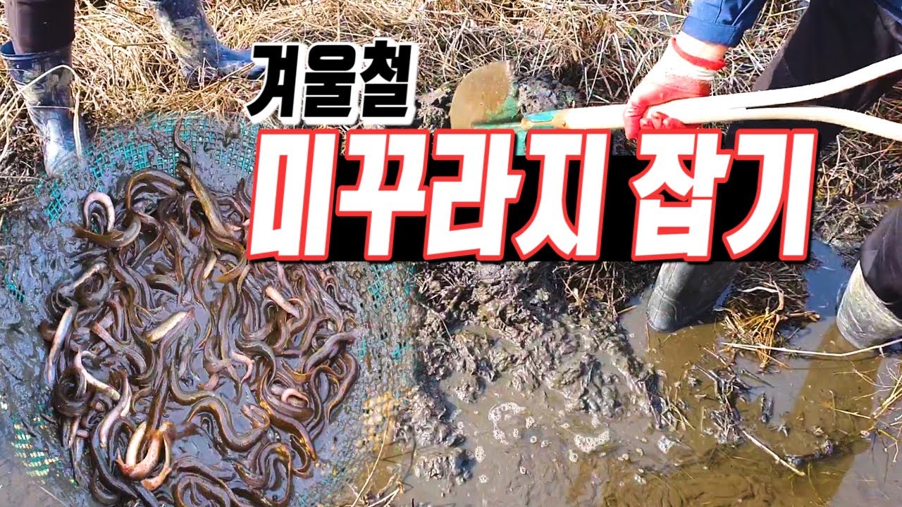 이런 곳에 미꾸라지가 있다고??? [ponds,Mud puddle Fishing,Fishing] - YouTube