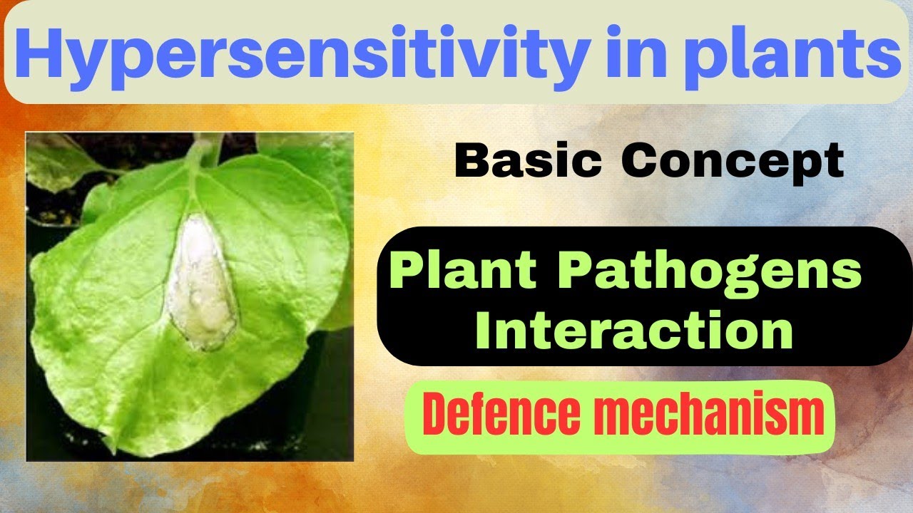 Hypersensitivity in Plants | Defence mechanism - YouTube