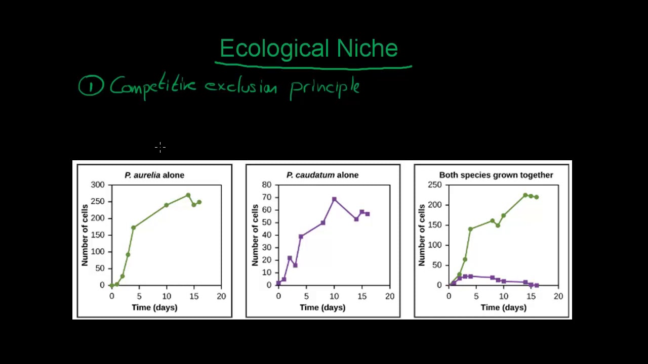 Competitive Exclusion Principle Graph