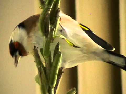 Breeding carduelis major - YouTube