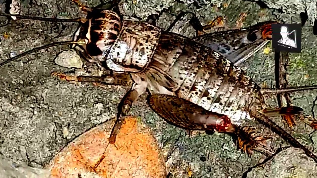 Awesome Insect Sound Nightout Jhi jhi poka - YouTube