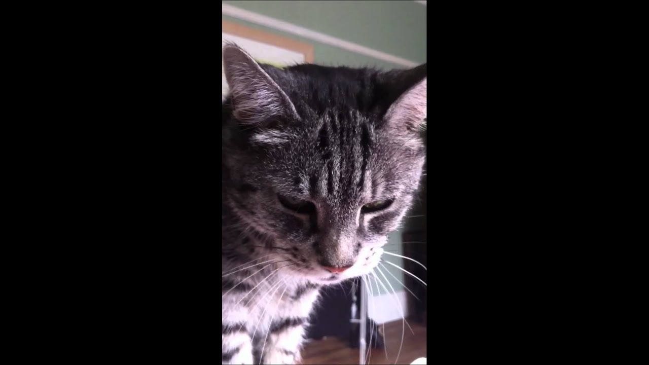 Frodo The Cat - YouTube