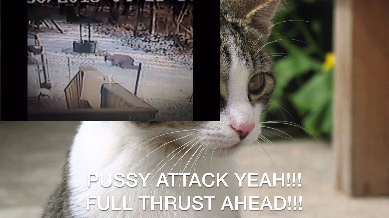 CAT REACTING TO WOMAN KICKING SNOW INTO CAT'S FACE | CAT ATTACK WOMAN ...