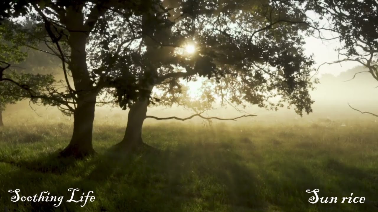 Morning fresh sun rice🌲|Sun rice with piano music🎹|Wake up with sun ...