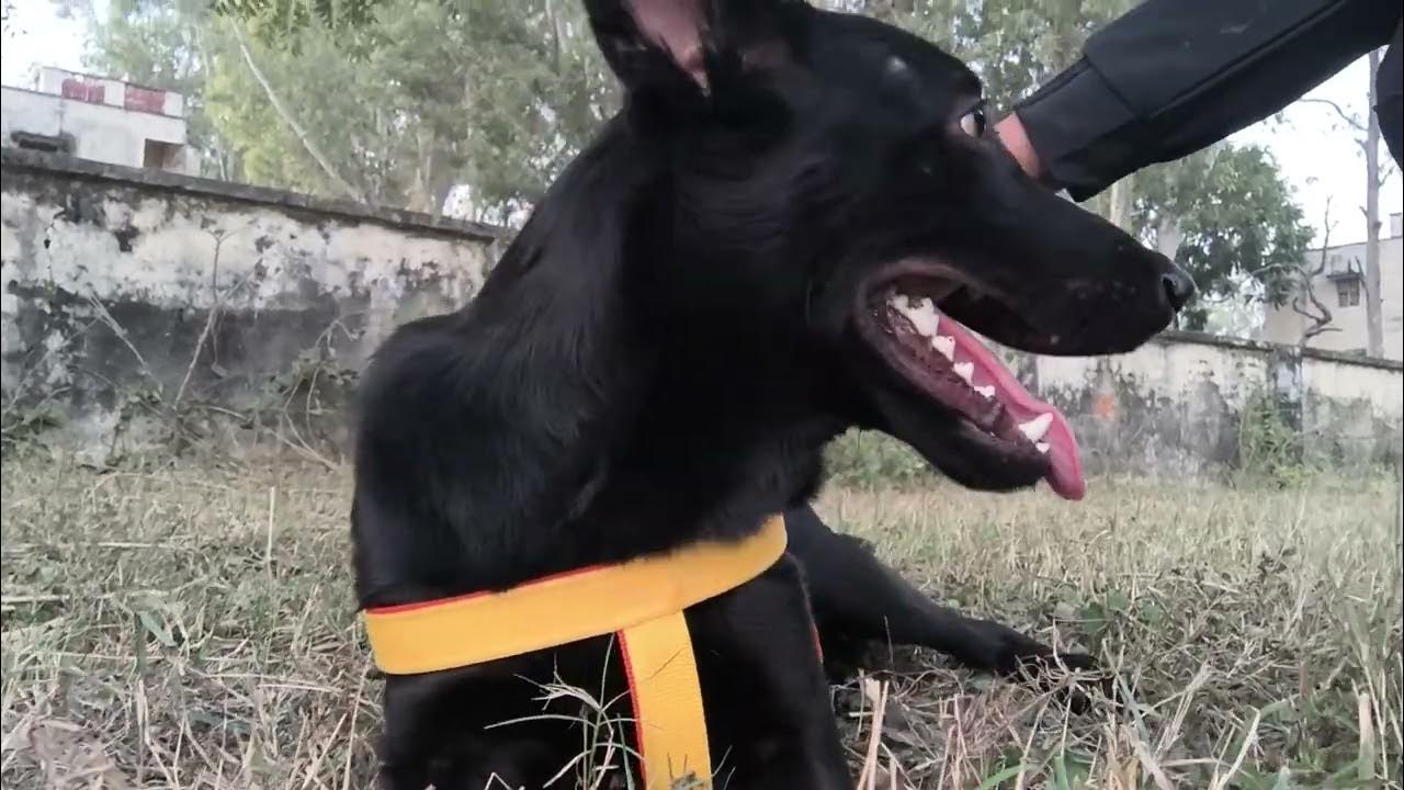 Rocky ko ghumane leke aaya #dog #germansheferddog#black German Shepherd - YouTube