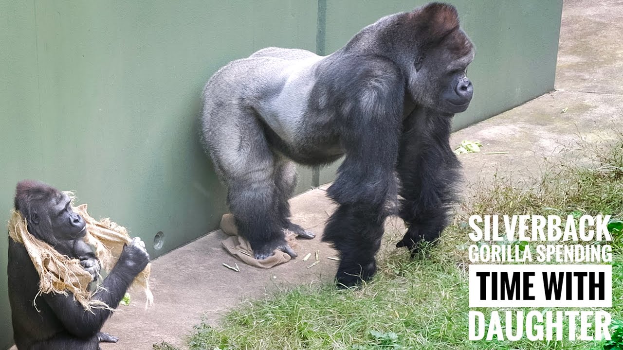 Silverback Gorilla Leads his Daughter | The Shabani's Group - YouTube
