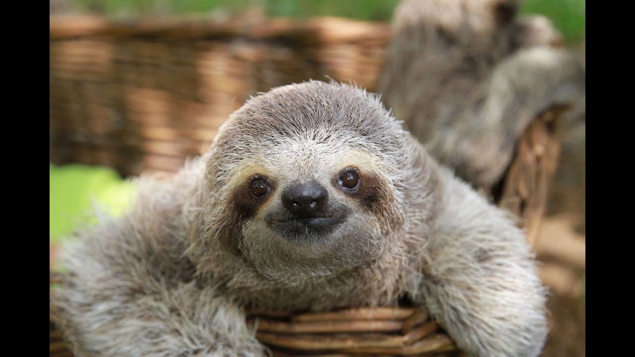 Baby Sloth In Danger: Good Samaritans Save Baby Sloth - YouTube