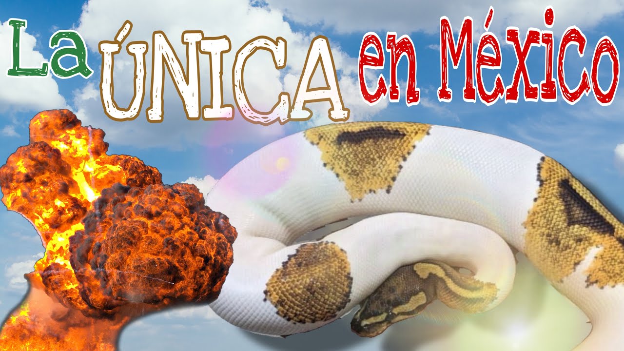Esta Pitón Bola es ÚNICA 😱😎 directamente de Royal Genetic Reptiles by ...