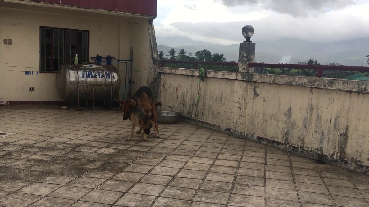 GERMAN SHEPHERD MATING || NATURAL BREEDING - YouTube