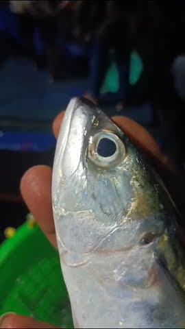 Howrah fish market. Barasat fish market. patipukur fish market. Digha ...