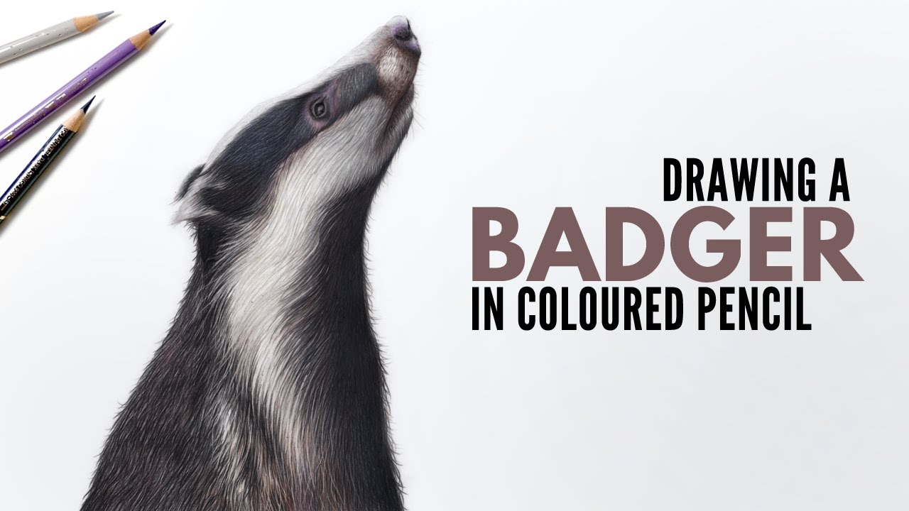 Drawing a Badger in Colored Pencil | Wildlife Artist - YouTube