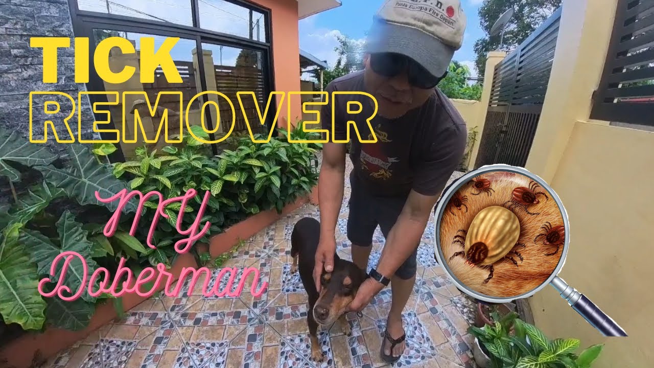 Vlog 03 | Doberman |Topical Tick Medication | Pang-Tanggal ng Garapata ...