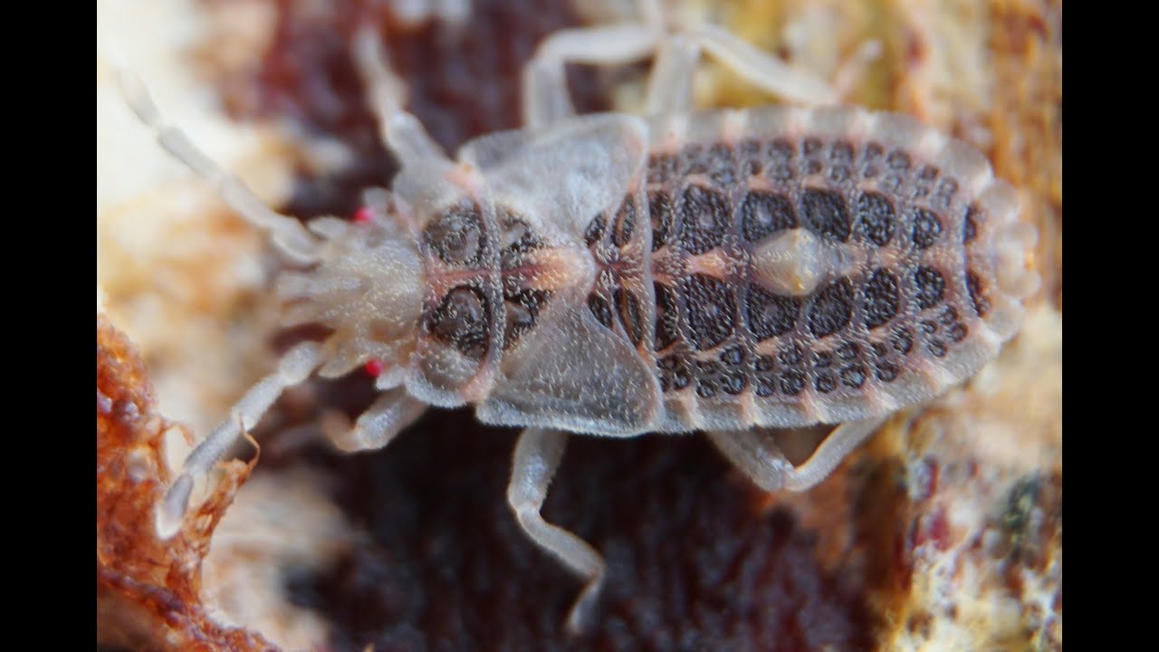 Ninfa del Chinche Chato (Mexira tremulae) Flat Bug Nymph - YouTube