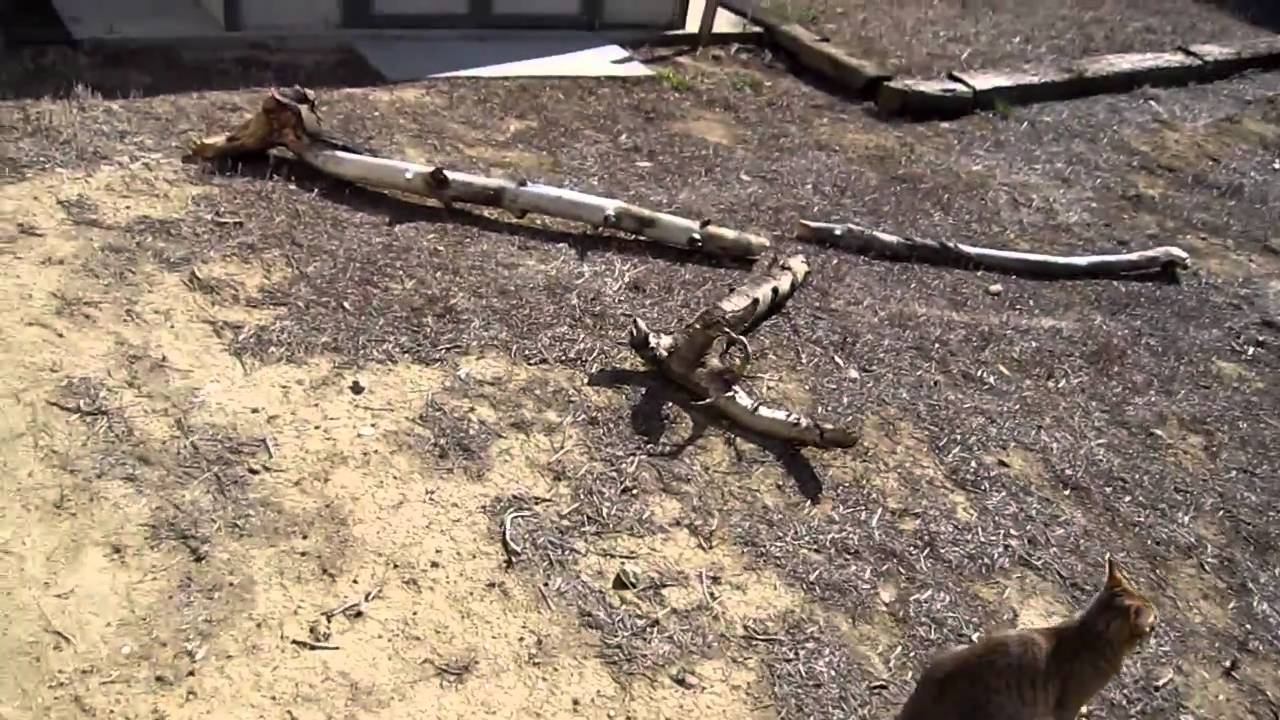 Fenix the Cat (Savannah) vs 2 Rabbits (2 of 2) - YouTube