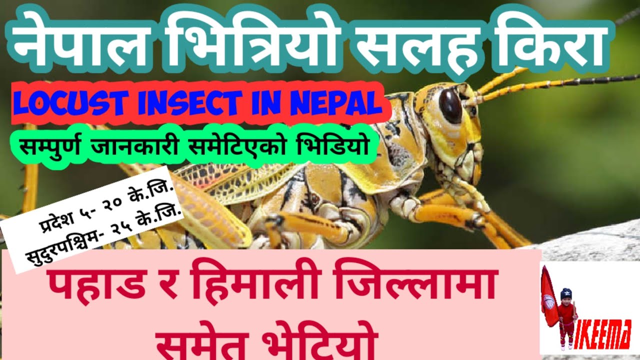 नेपालमा सलह किराको प्रवेश ।। Locust Insect in Nepal ।। कृषि बाली नष्ट ...