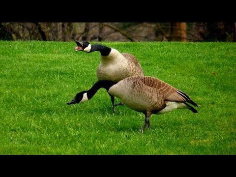 Angry Canada Goose Honking - Geese Fighting - Angry Geese Honking ...