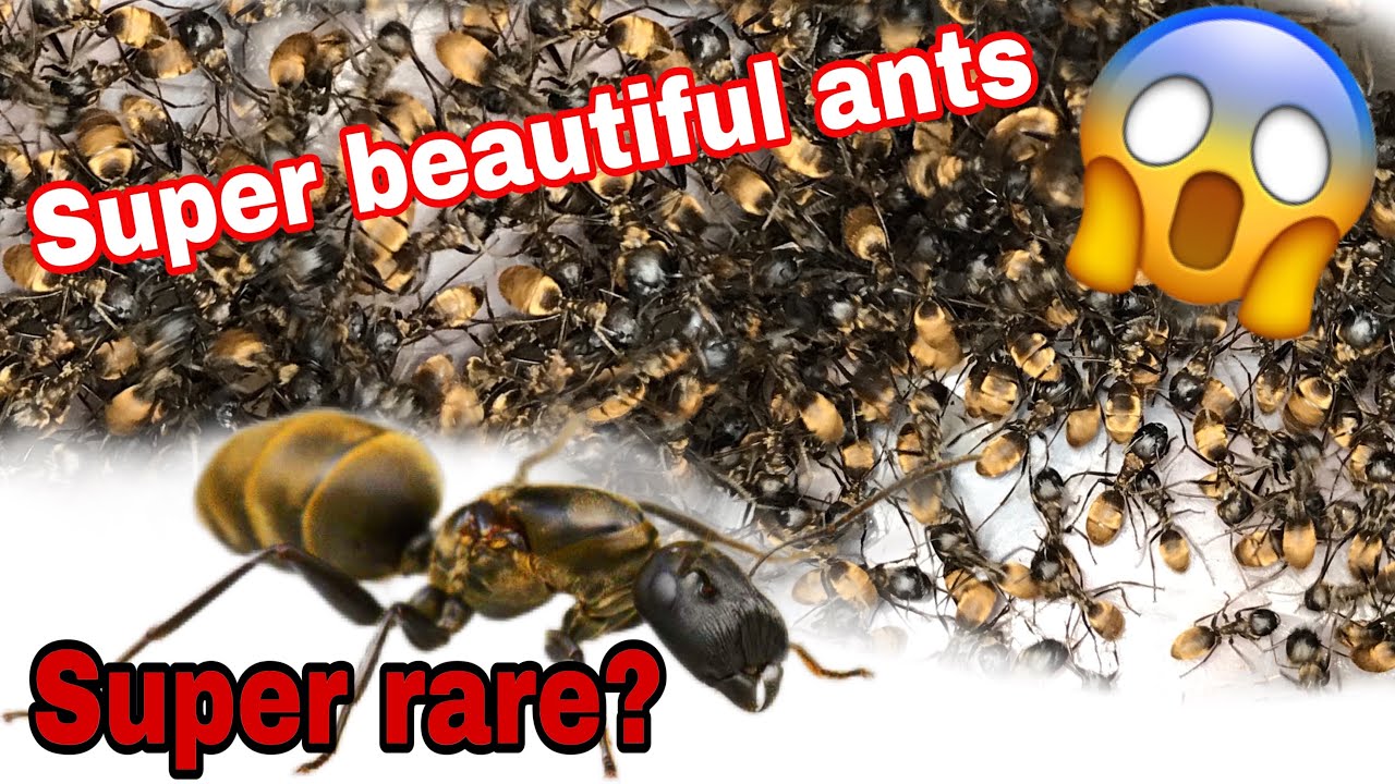 I'm so lucky to have this super rare and super beautiful ant called ...