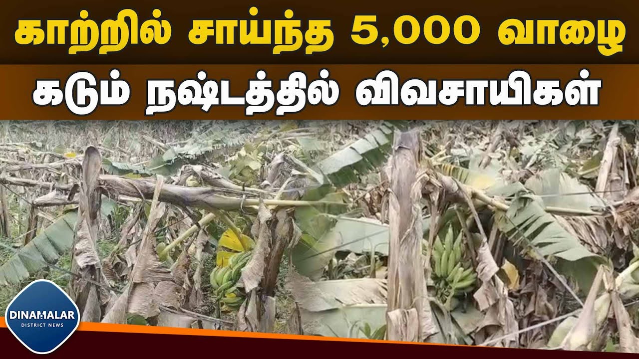 வாழை மரங்களுக்கு இழப்பீடு வழங்கக் கோரிக்கை |5,000 bananas leaning in ...