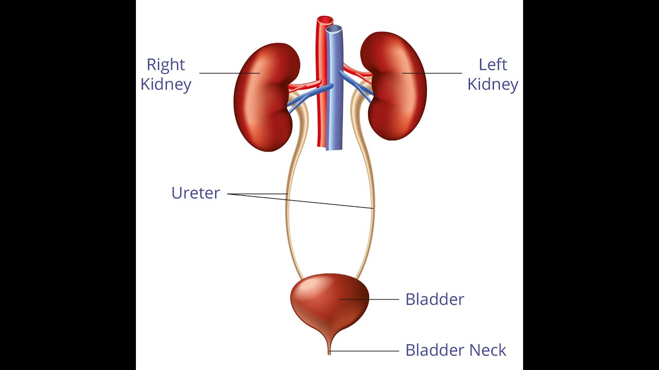 Biochemistry of the kidneys; Excretory function of the kidney breakdown ...