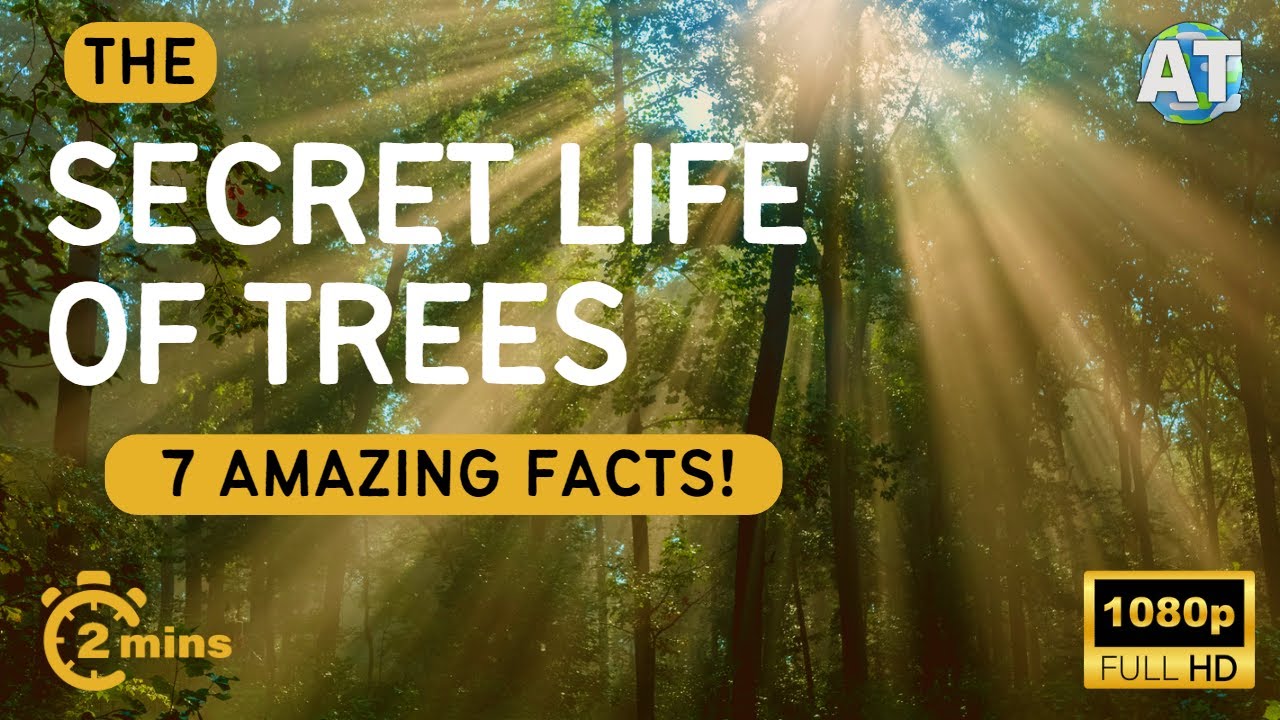 The Secret Life of Trees: 7 Amazing Facts - YouTube