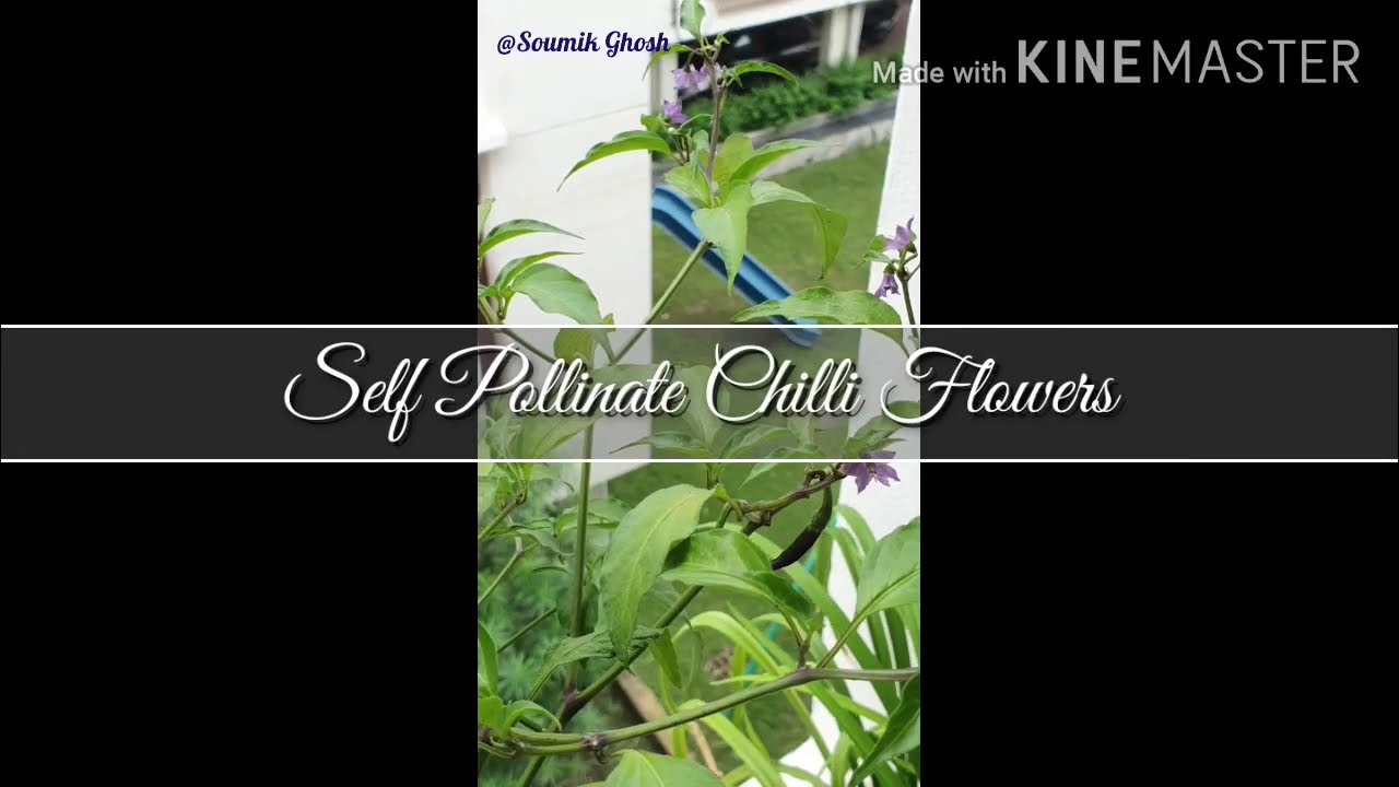 Chilli Flowers - How to self-pollinate them easily with your hands for ...