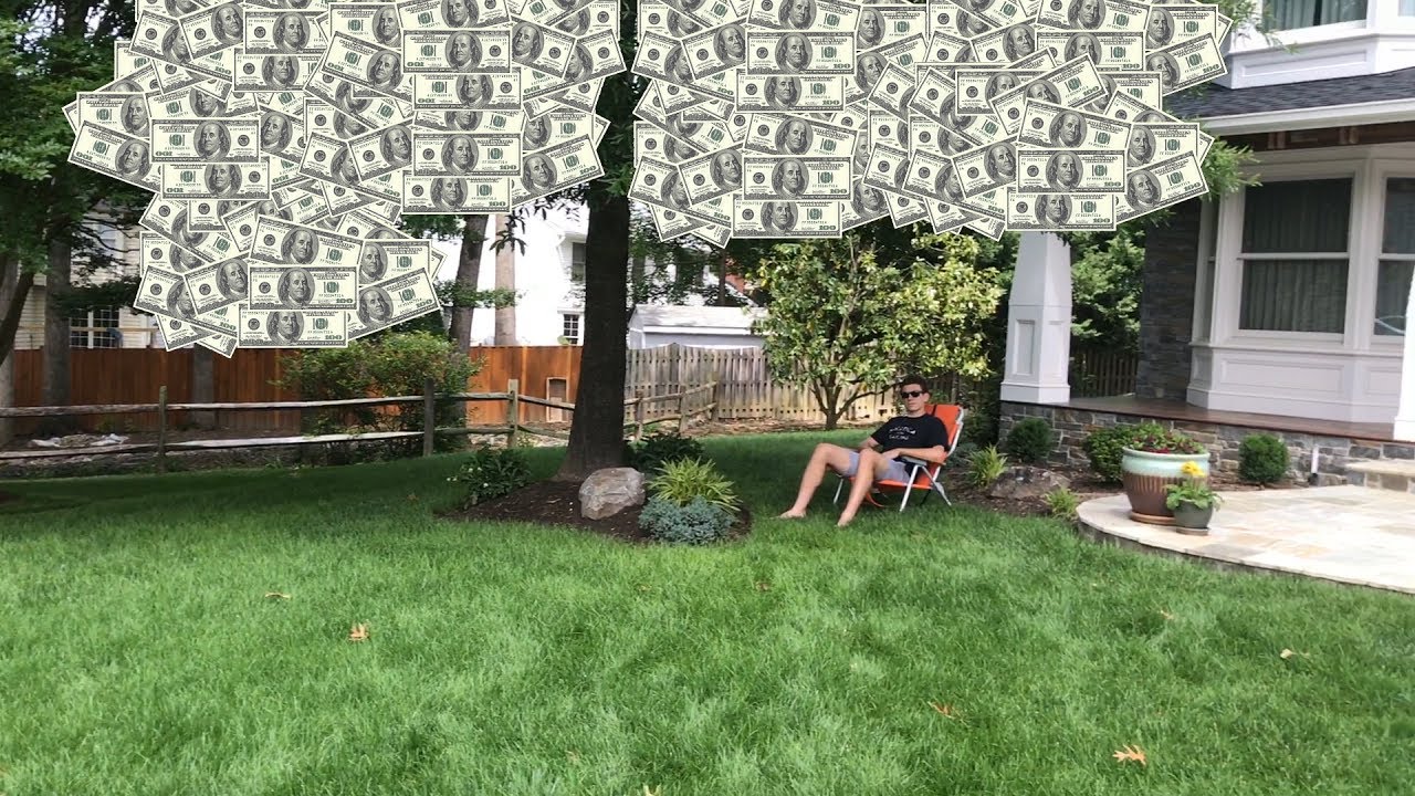 Money Trees Is The Perfect Place For Shade