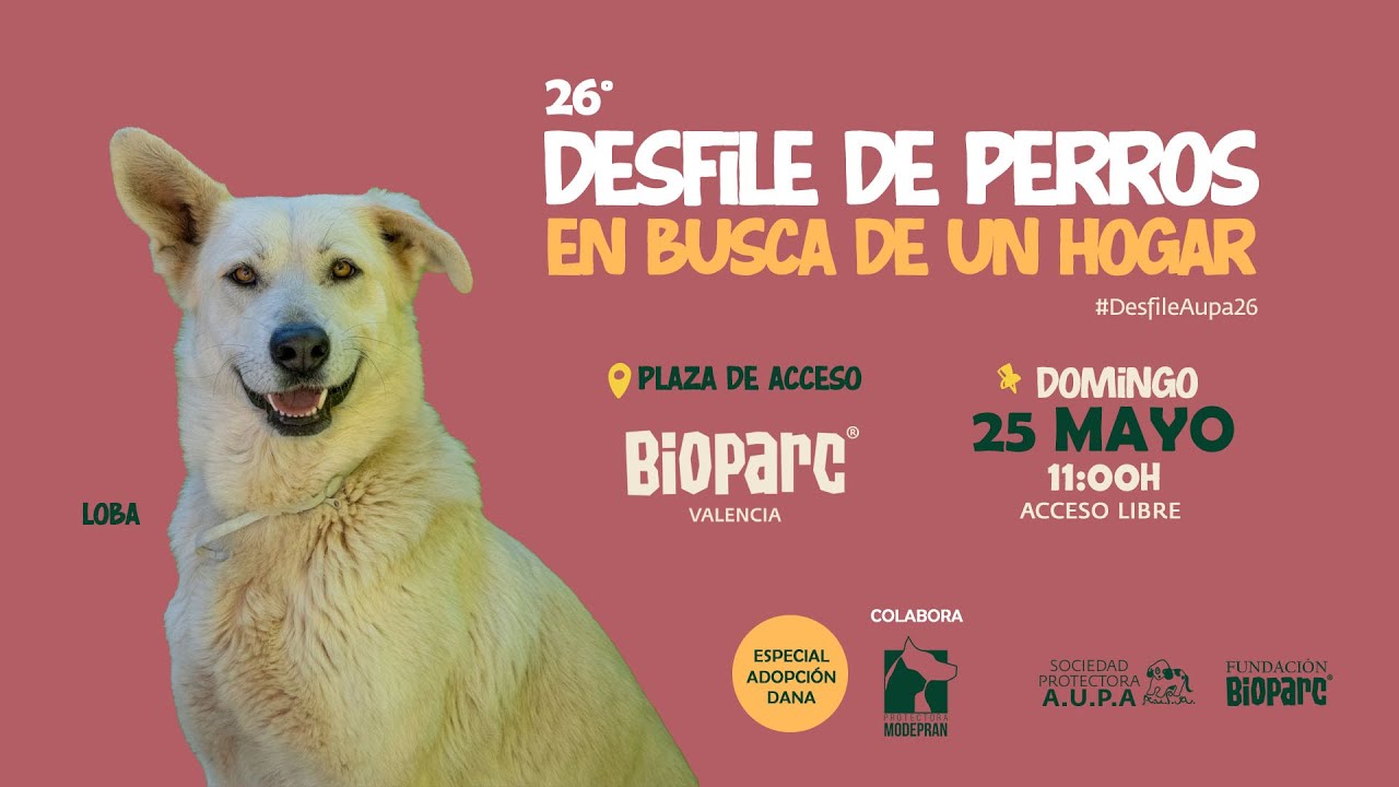El 26º Desfile de perros de A.U.P.A. y Fundación BIOPARC será el ...