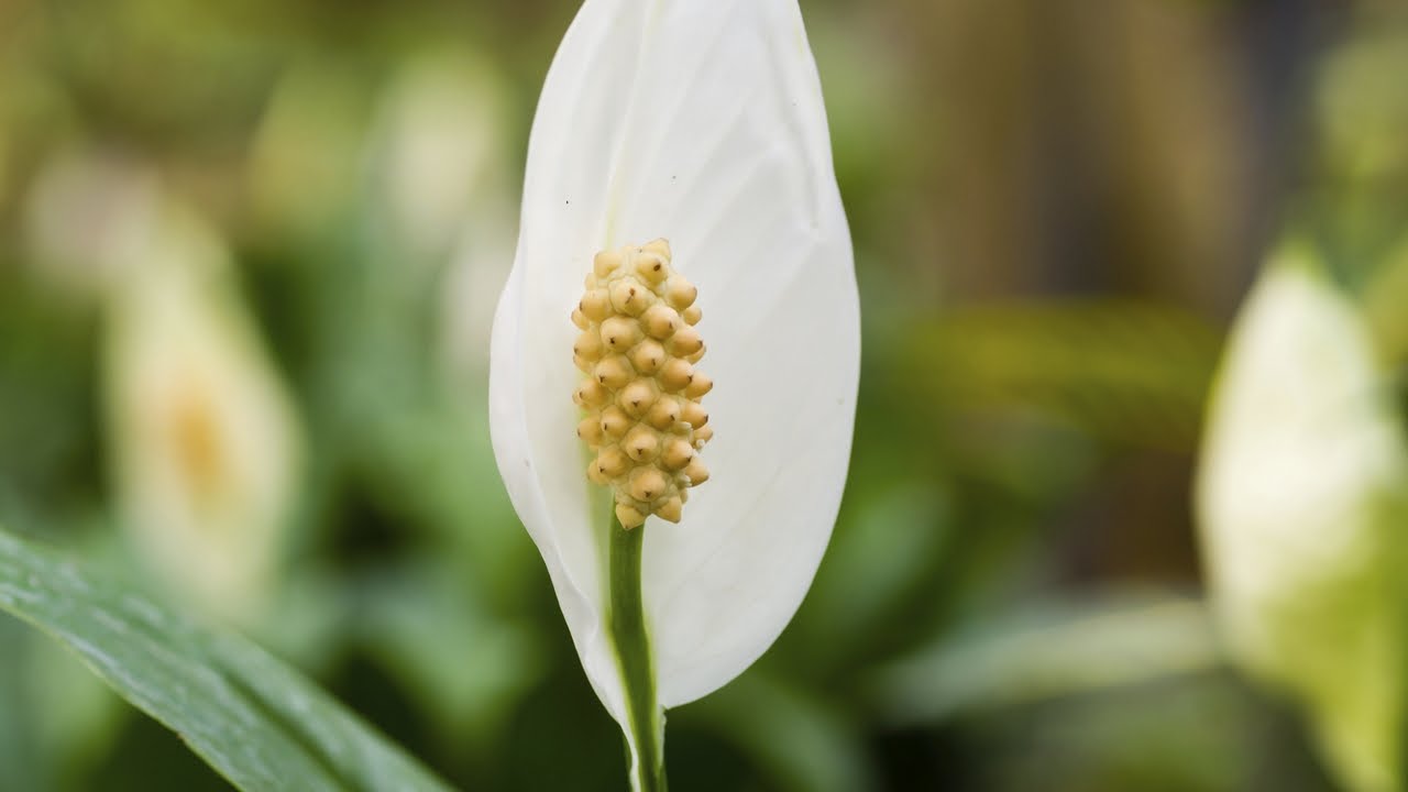 A vitorlavirág gondozása - YouTube