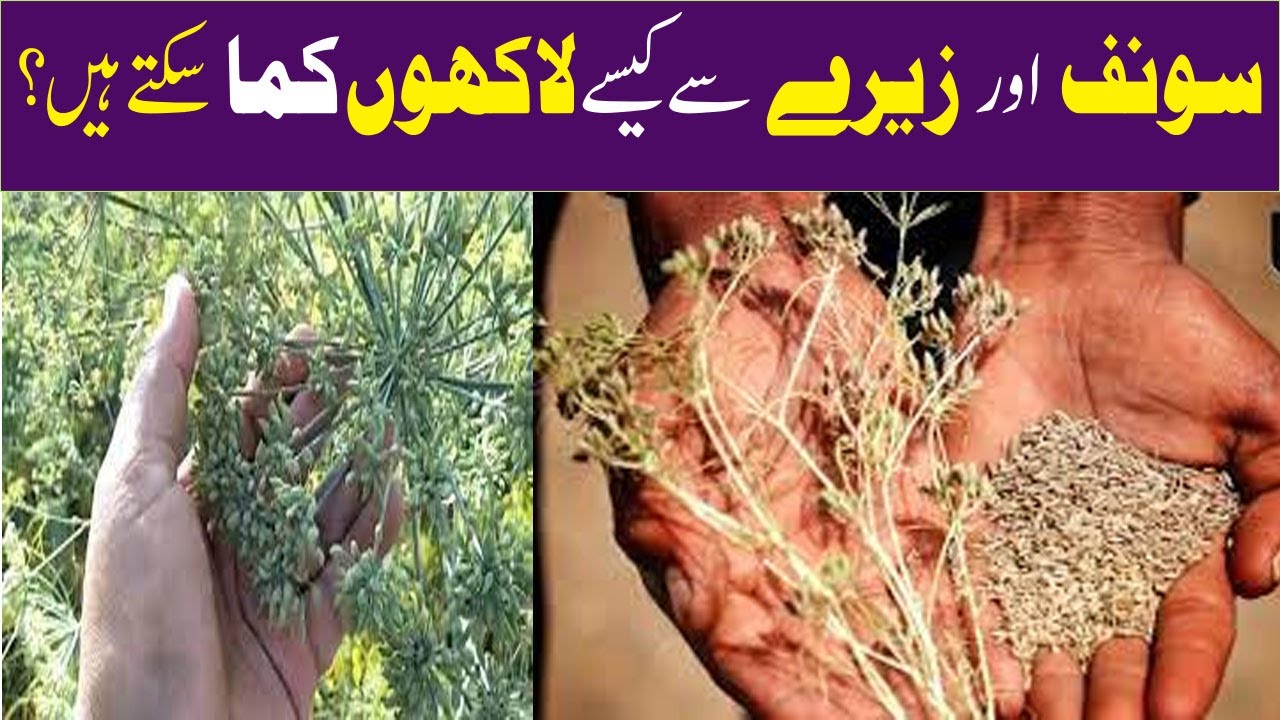 What is the season of jeera? | What are the climate conditions for ...