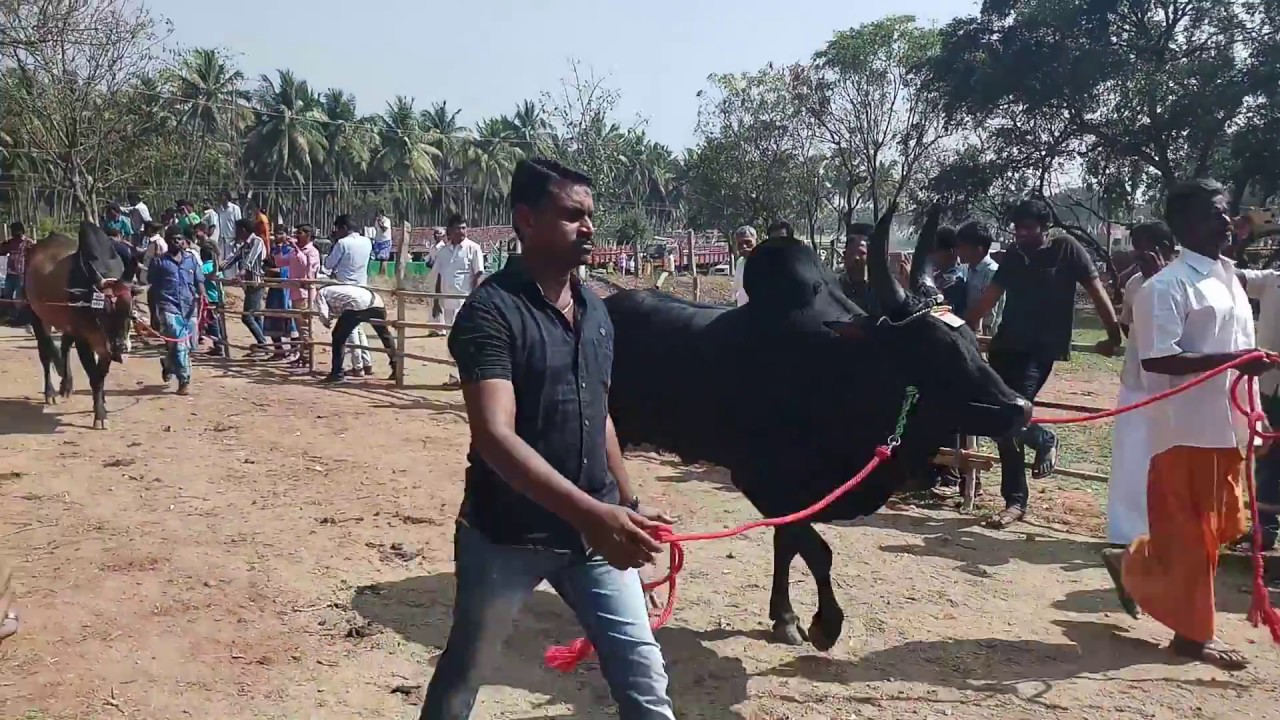 Kangayam Bulls @Pollachi Samathur Show 2018 Stud Bulls - YouTube