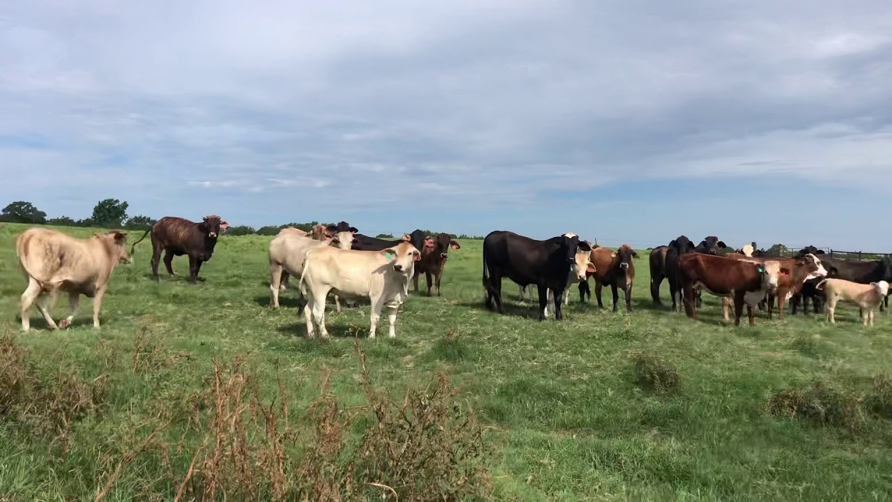 3/4 Brahman bred heifers - YouTube