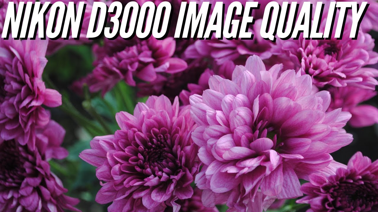 Nikon D3000 📸 Sample Photography - Image Quality