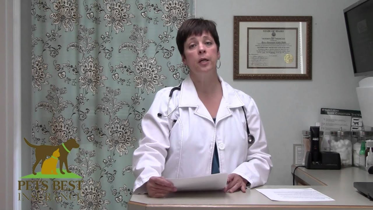 How to Calm a Hissy Cat - YouTube