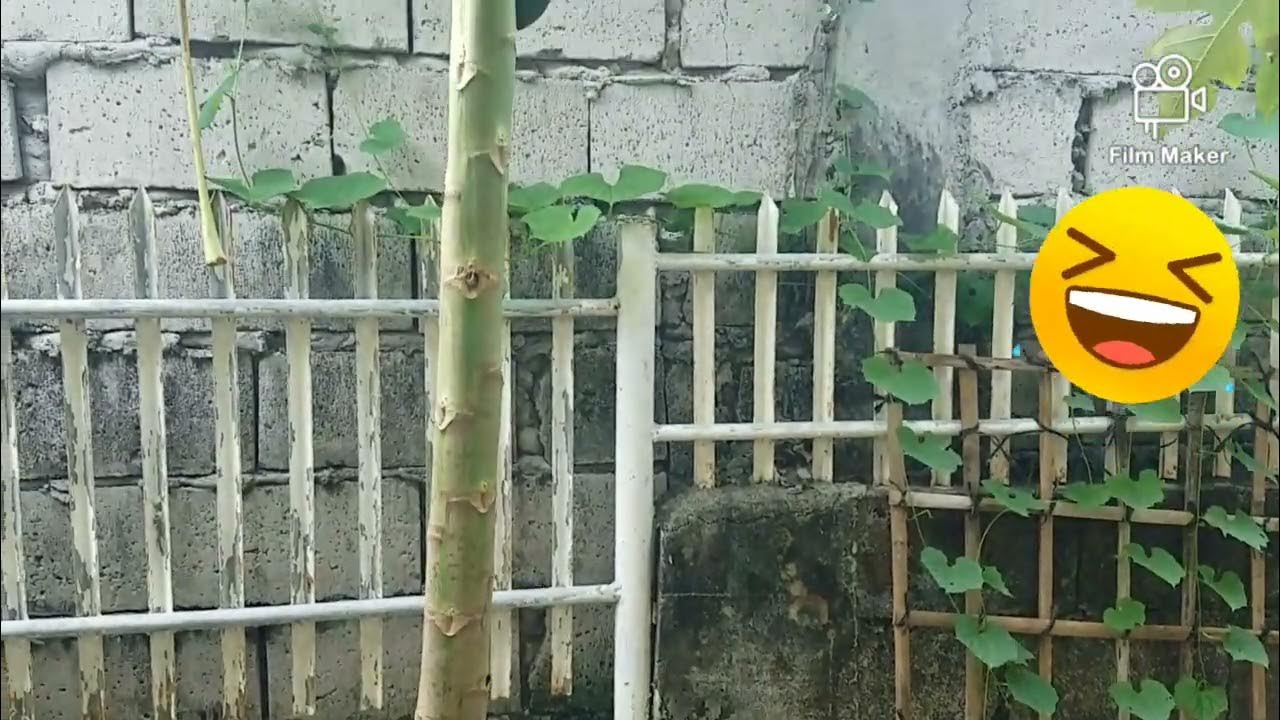 fruits & vegetable/ magtanim tayo sa bakuran. - YouTube