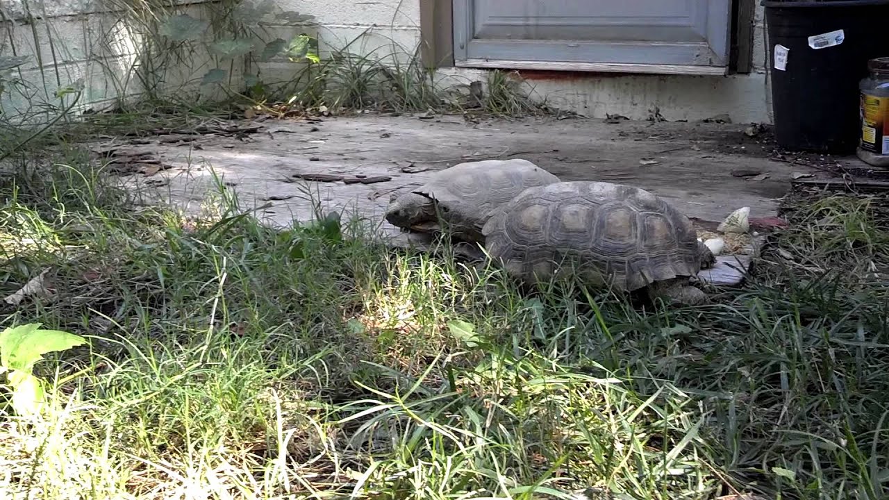 Tortoise head bob! - YouTube