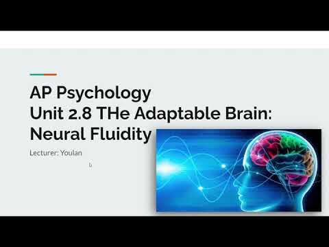 AP PSYCH COURSE #12: Unit 2.8 The Adaptable Brain: Neural Fluidity ...
