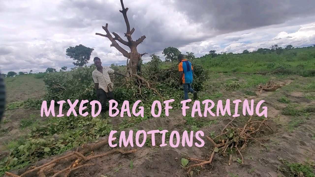 MIXED BAG OF FARMING EMOTIONS.... TREE MUDERERS AT MY FARM ...