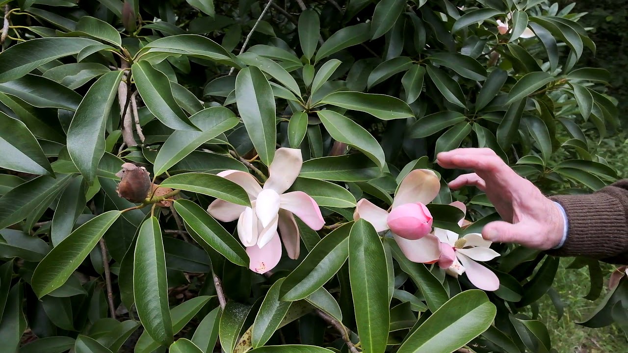 Manglietia / Magnolia insignis flowering for the first time - Caerhays ...