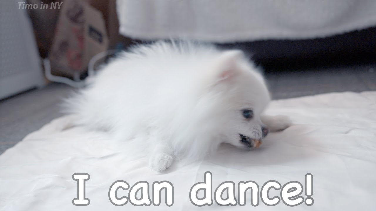 Timo can dance when he is happy! - YouTube