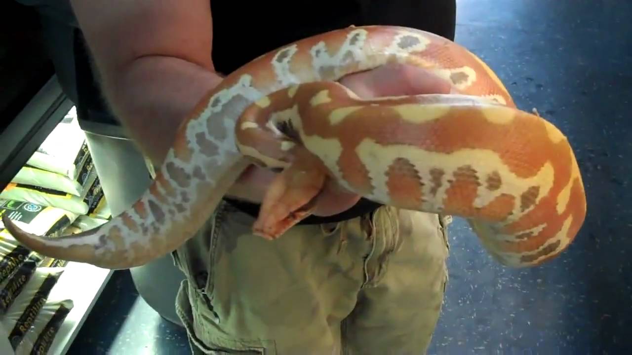 MR. ATTITUDE + THE TAME ALBINO BLOOD PYTHON! - YouTube
